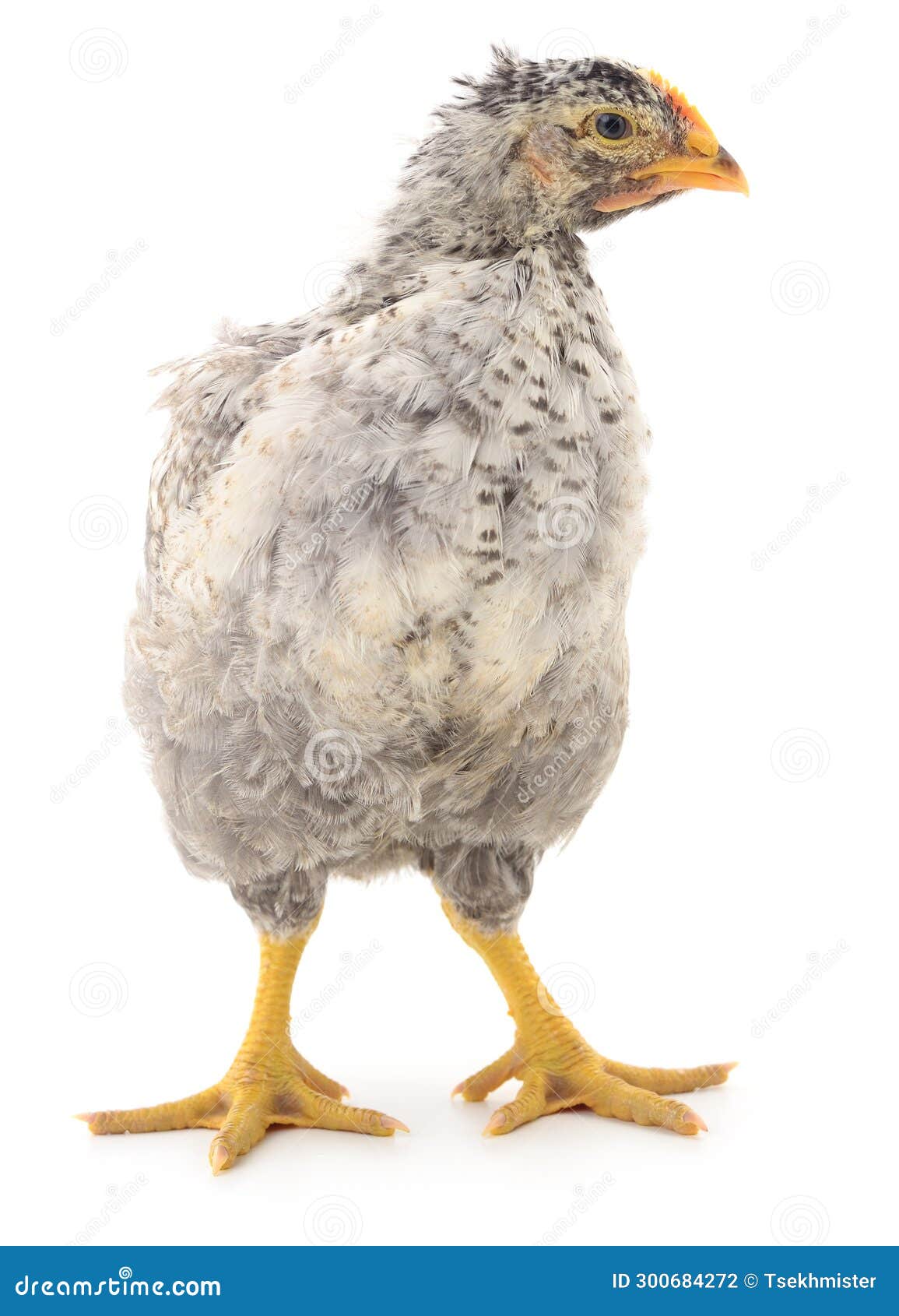 Grey hen isolated stock photo. Image of standing, chicken - 300684272