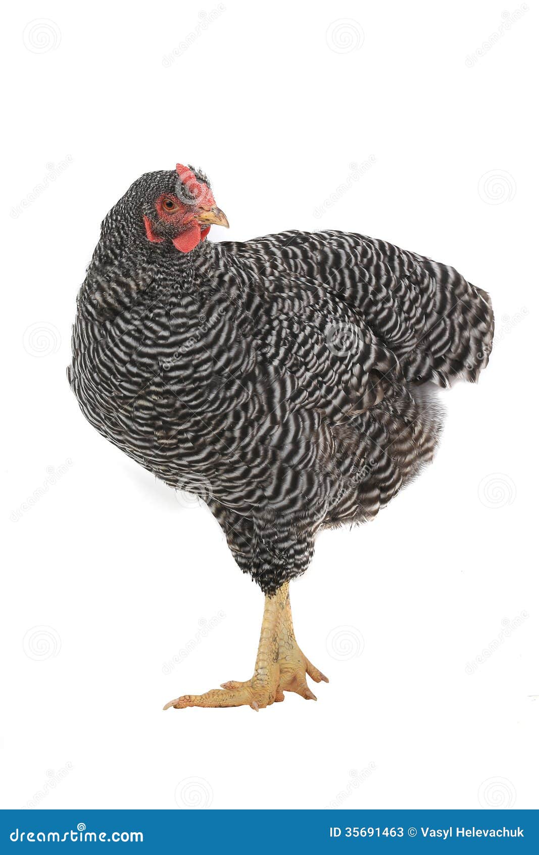 Grey hen stock image. Image of farming, rural, nature - 35691463