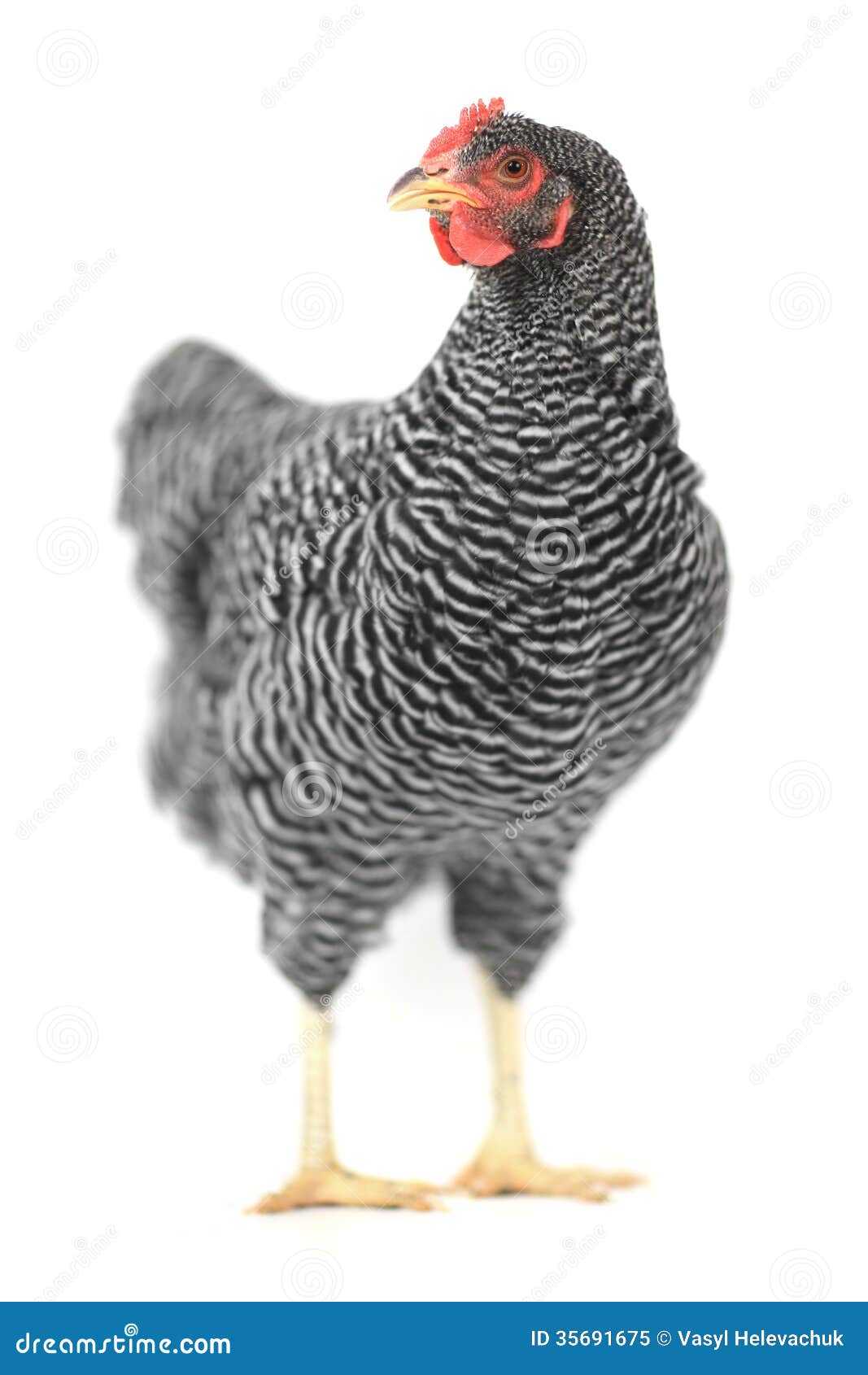 Grey hen stock image. Image of isolated, feathers, poultry - 35691675
