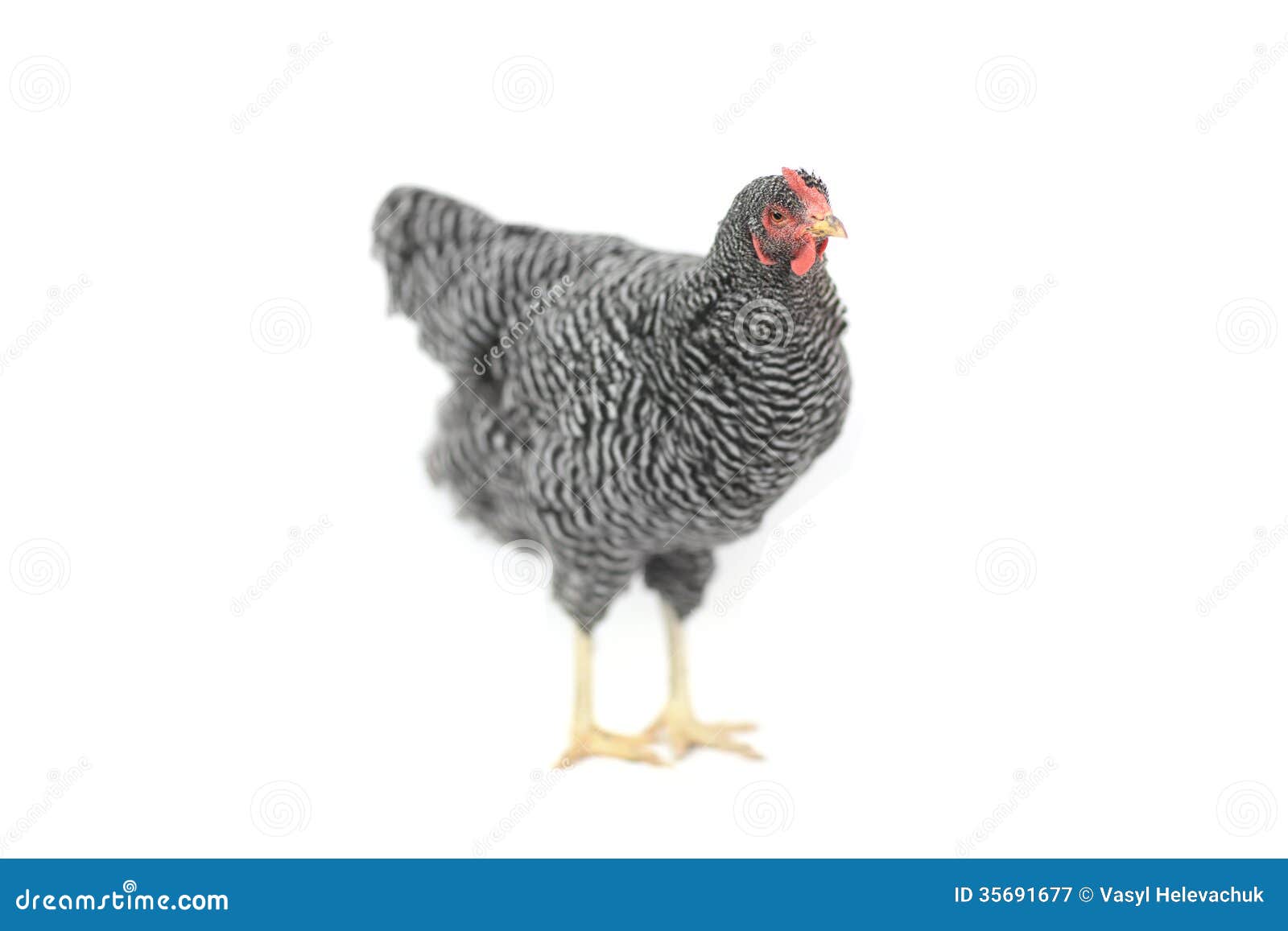 Grey hen stock image. Image of legs, meat, white, poultry - 35691677