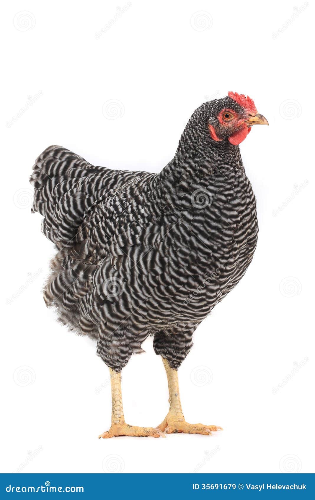 Grey hen stock image. Image of animals, agriculture, farming - 35691679
