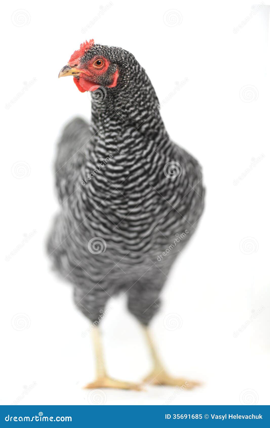 Grey hen stock image. Image of food, animals, female - 35691685
