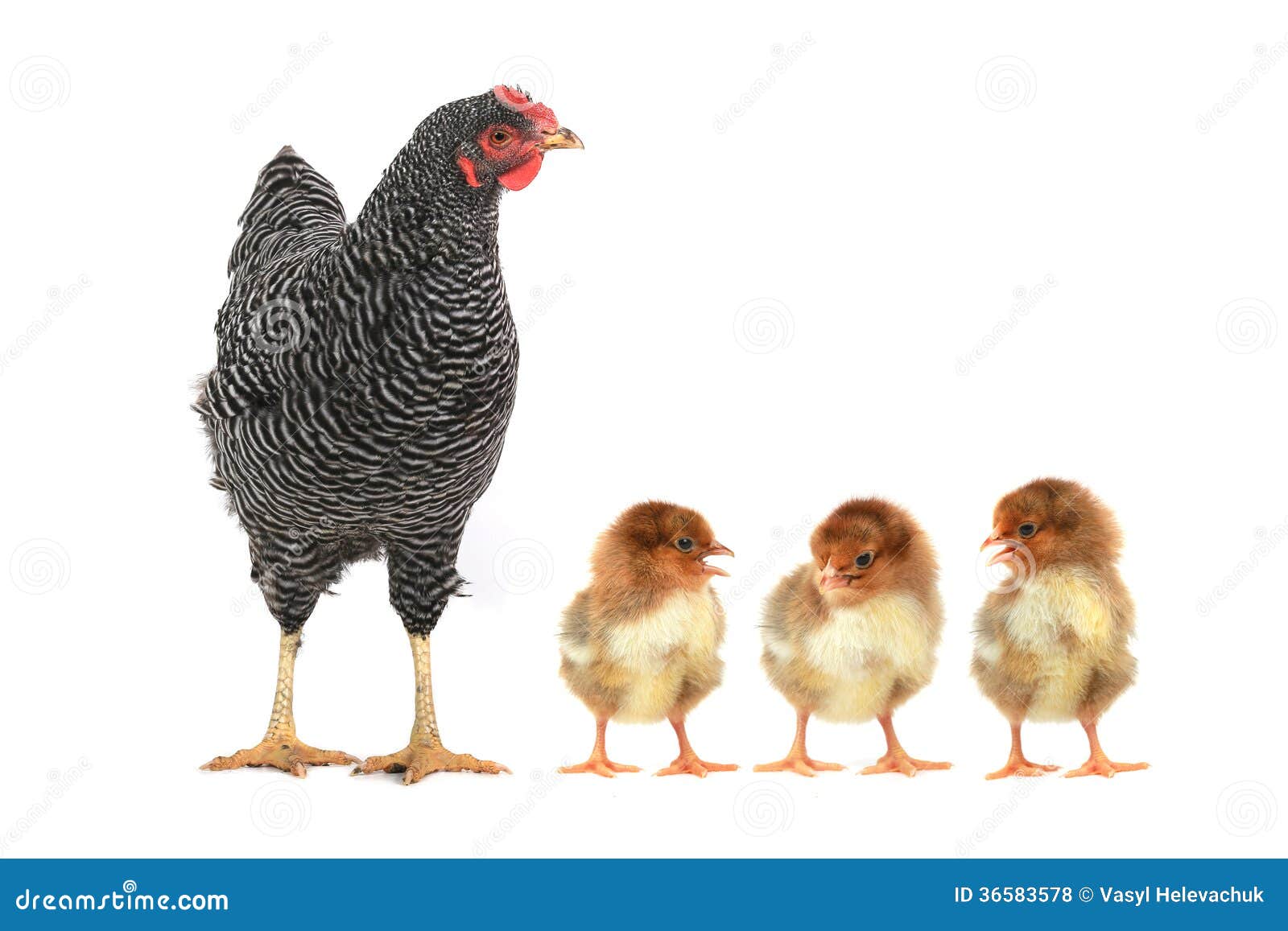 Grey hen stock photo. Image of feathers, farm, pets, chicken - 36583578