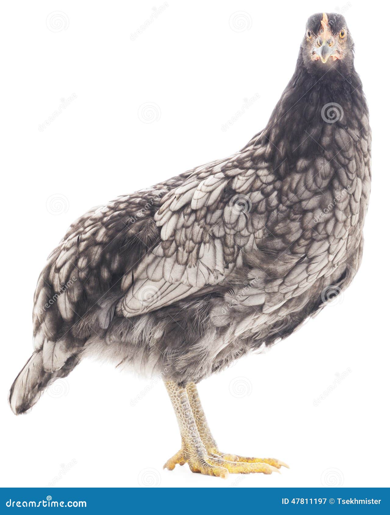 Grey hen stock image. Image of isolated, agriculture - 47811197