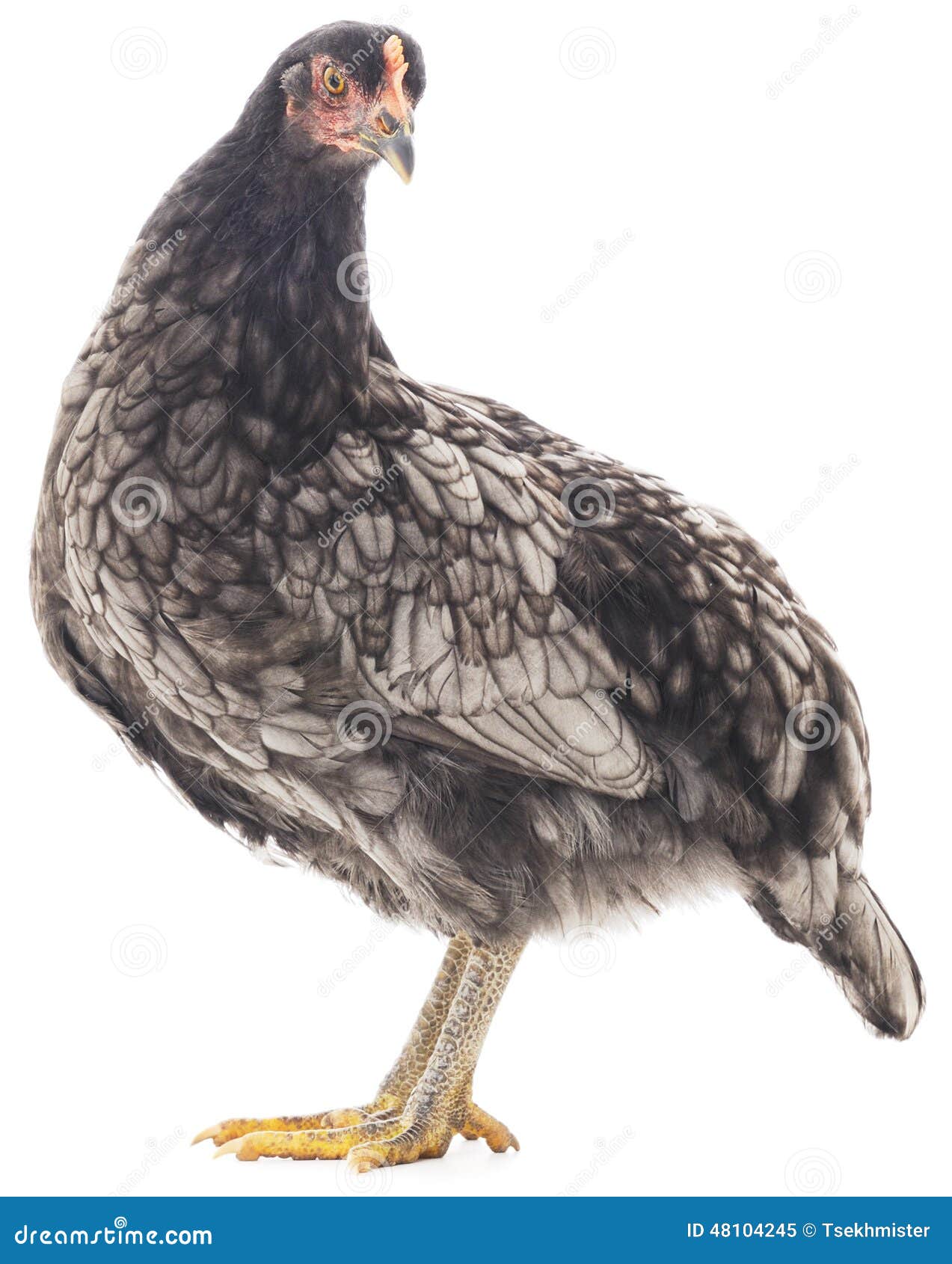 Grey hen stock image. Image of female, domestic, nature - 48104245