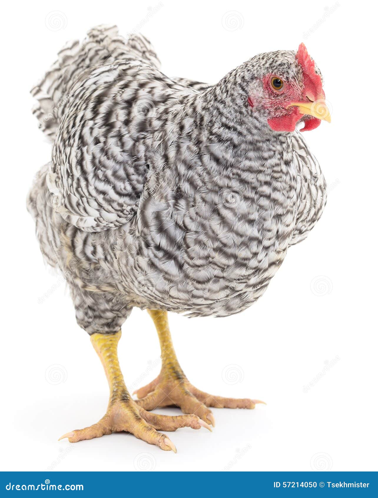 Grey hen stock photo. Image of grey, chicken, pets, female - 57214050