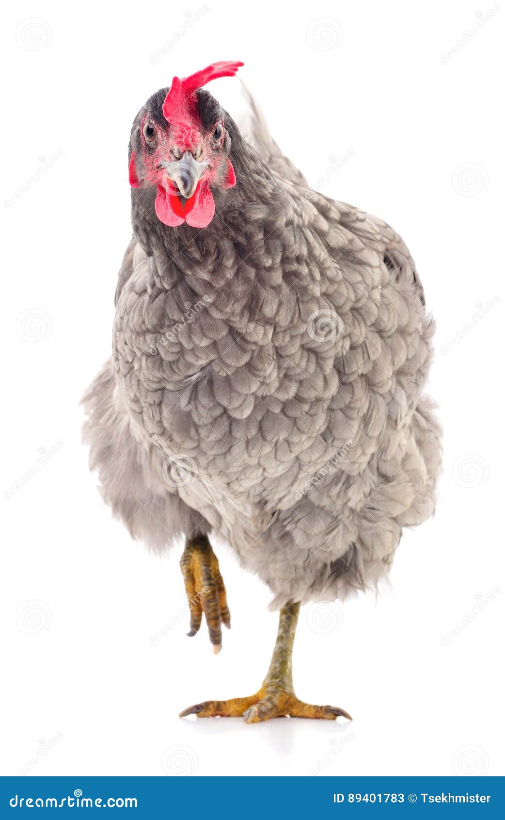 Grey hen isolated. stock image. Image of closeup, isolated - 89401783