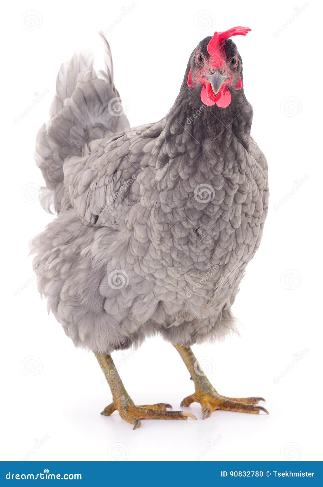 Grey hen isolated. stock photo. Image of livestock, grey - 90832780