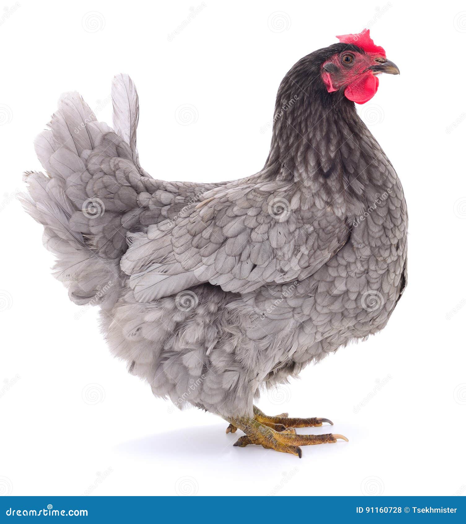 Grey hen isolated. stock photo. Image of studio, grey - 91160728