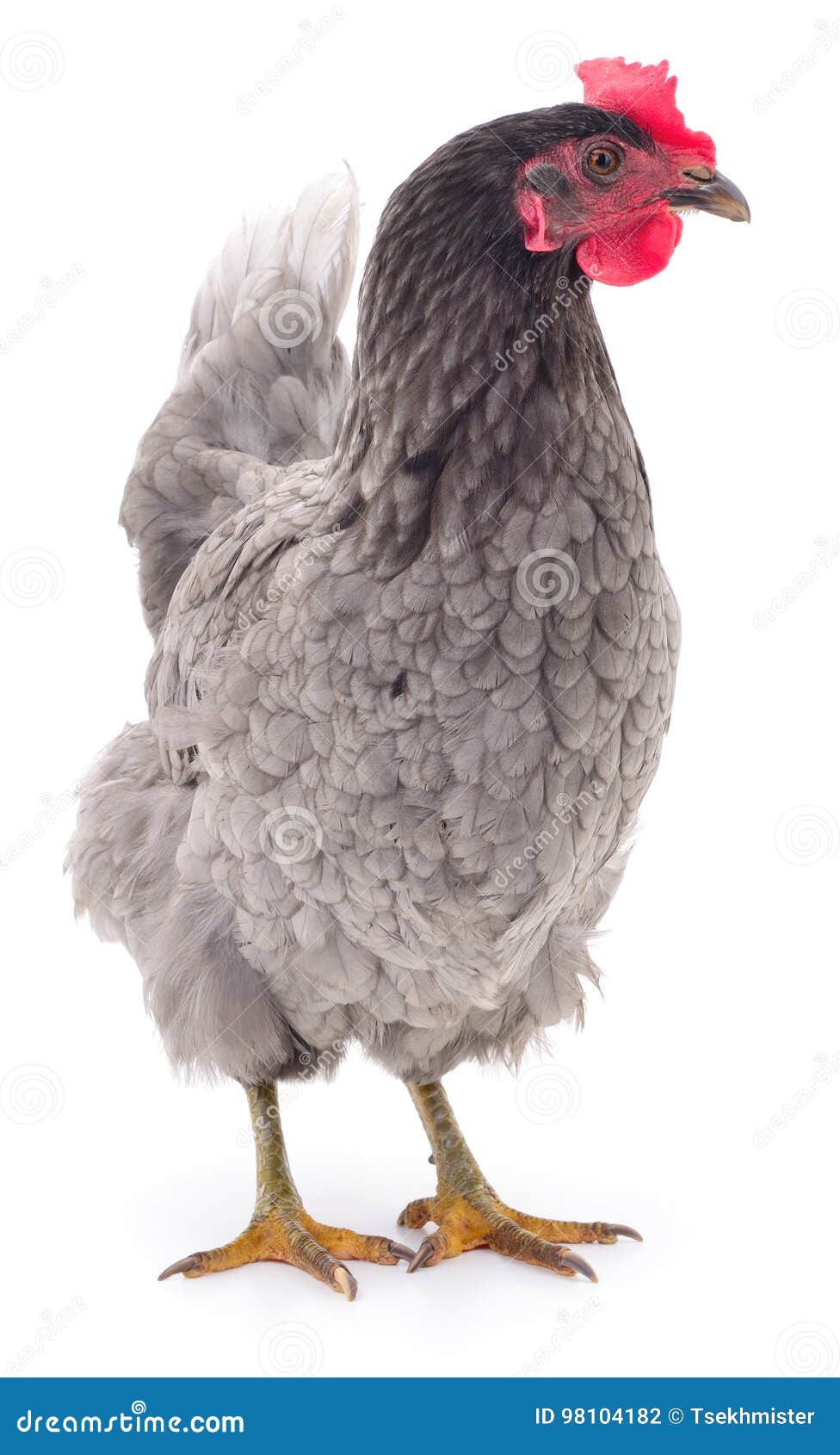 Grey hen isolated. stock photo. Image of domestic, standing - 98104182