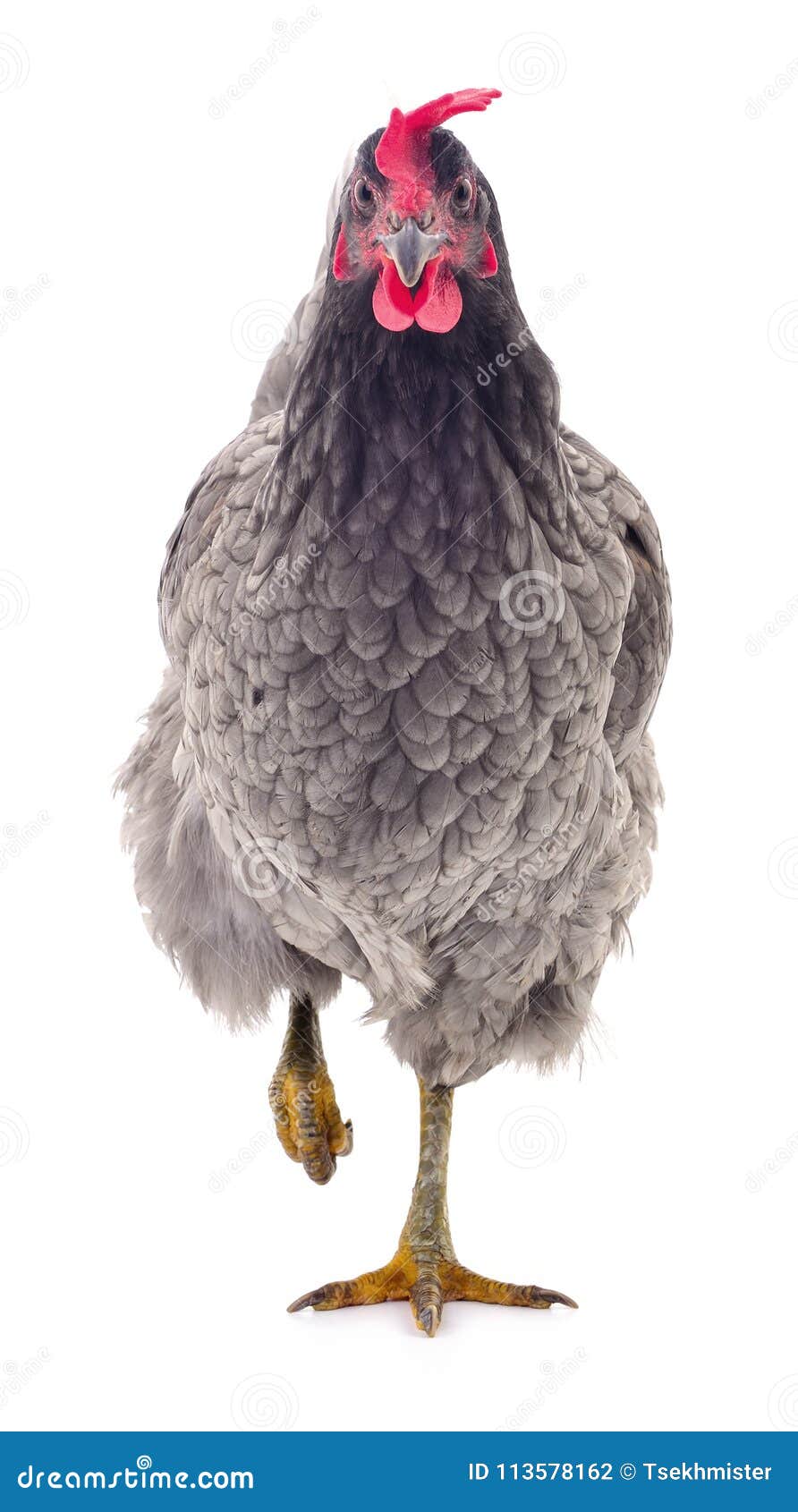 Grey hen isolated. stock photo. Image of bird, closeup - 113578162