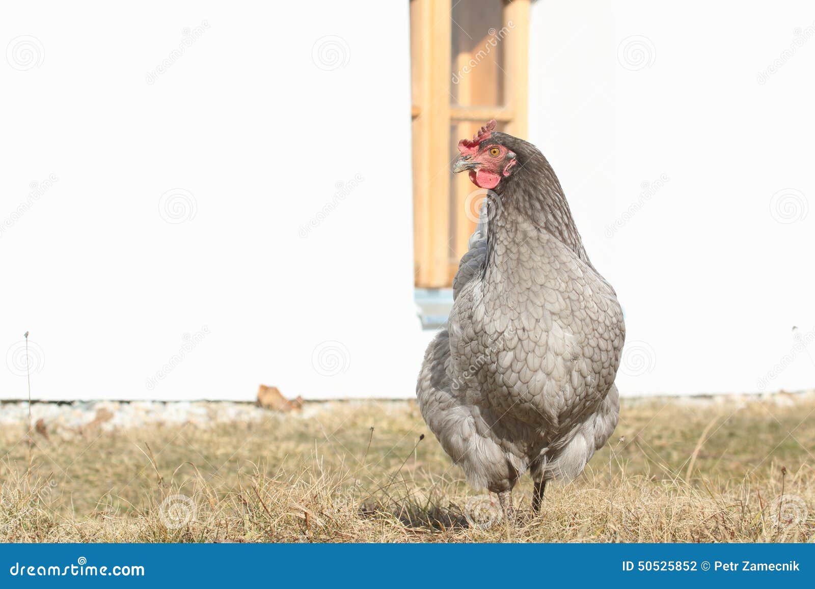 Grey hen stock photo. Image of window, feathers, poultery - 50525852