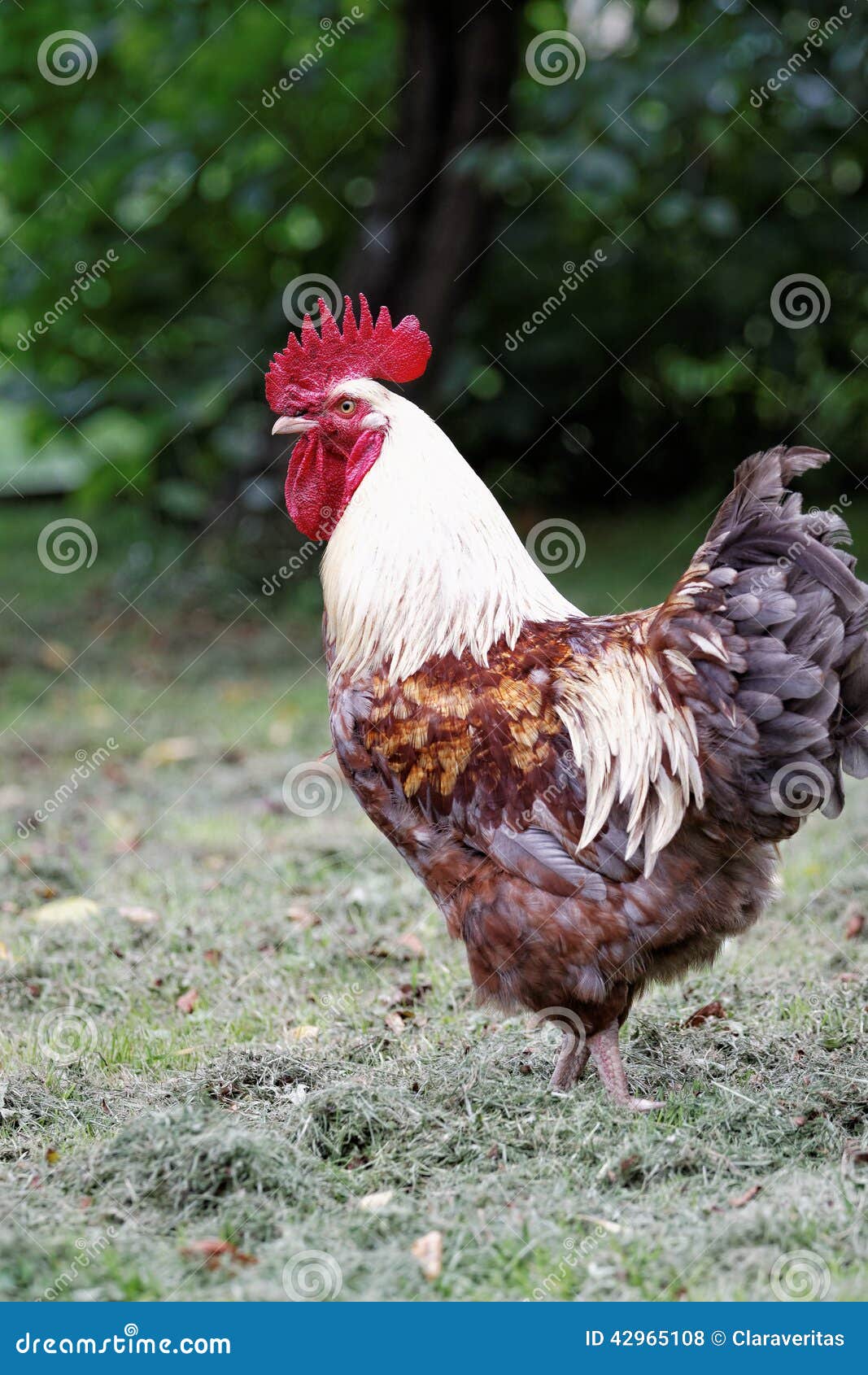 Grey hen stock photo. Image of colored, side, domestic - 42965108