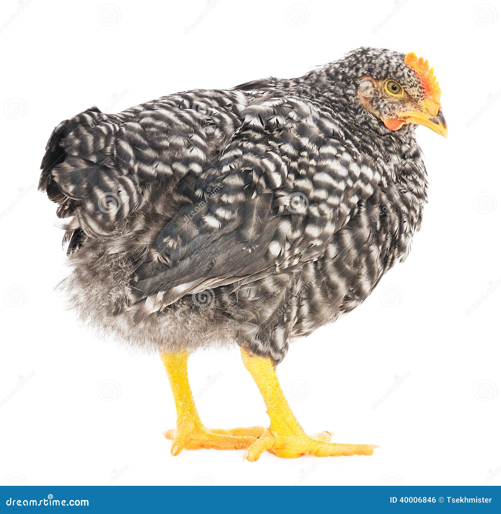 Grey hen stock photo. Image of meat, color, grey, country - 40006846