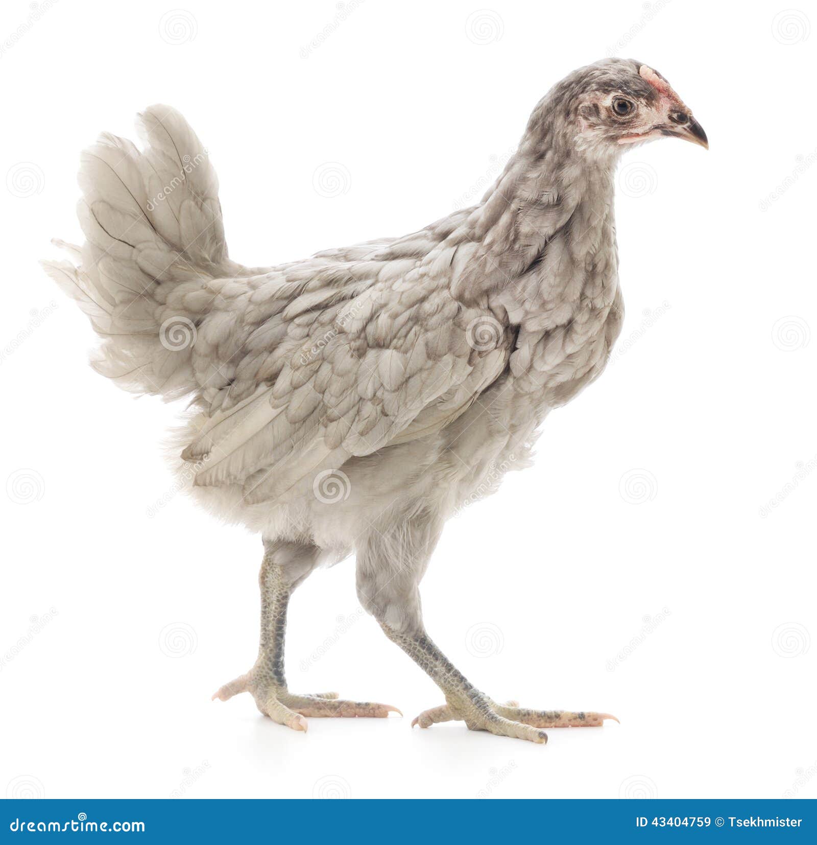 Grey hen stock image. Image of farm, studio, color, pets - 43404759
