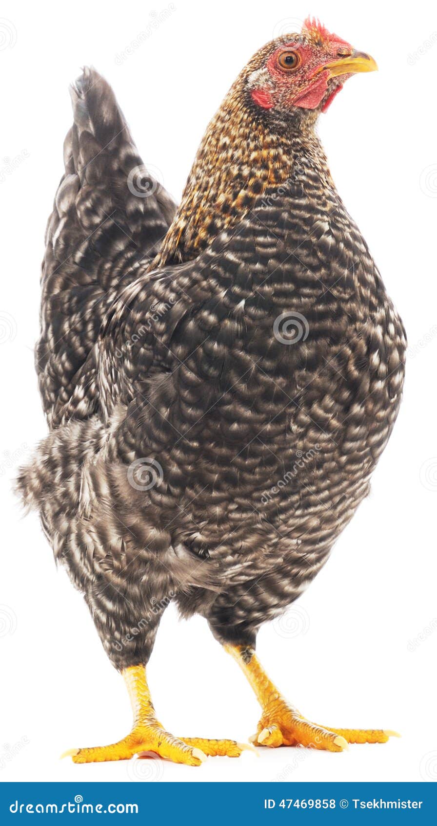 Grey hen stock photo. Image of grey, standing, agriculture - 47469858