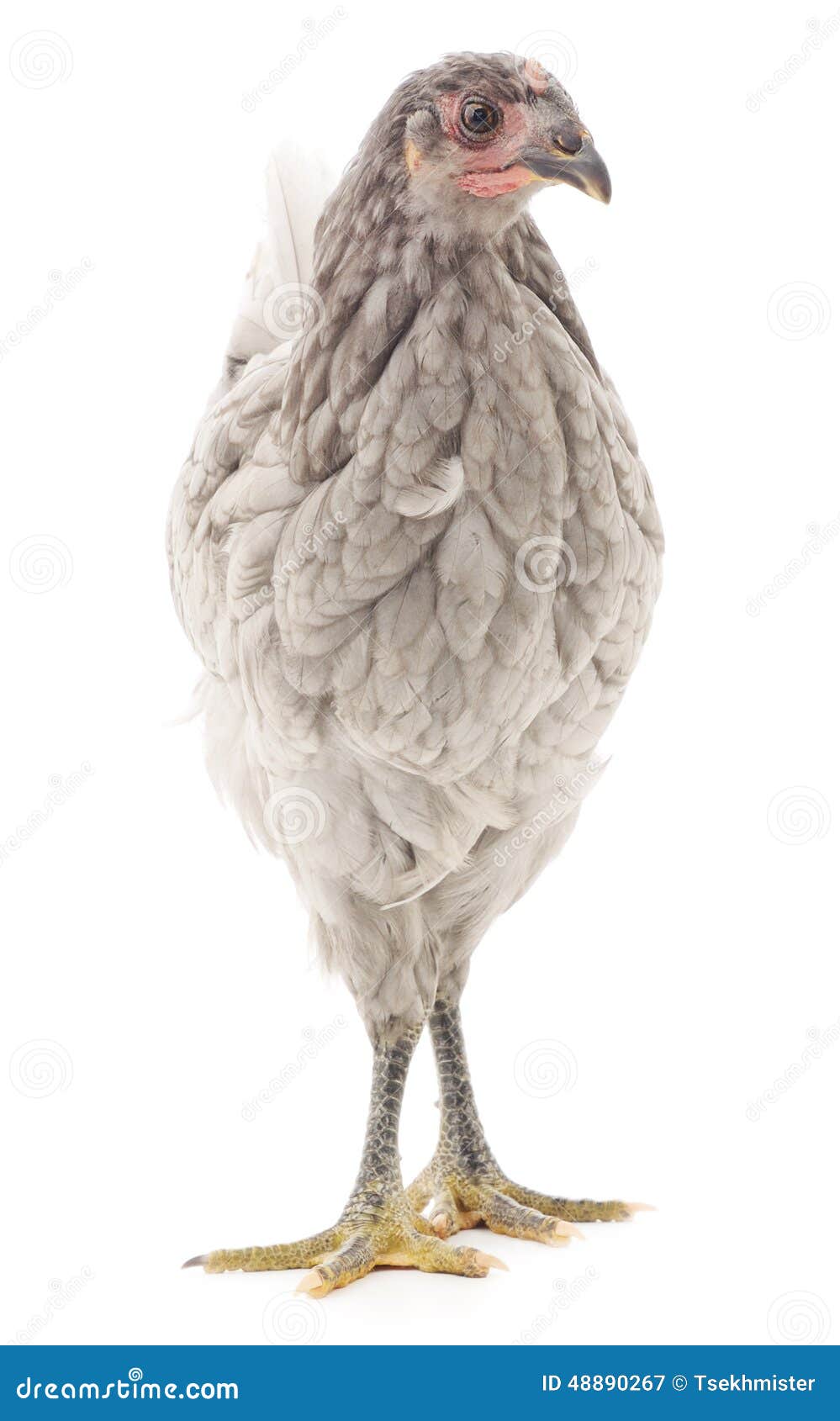 Grey hen stock image. Image of white, agriculture, bird - 48890267