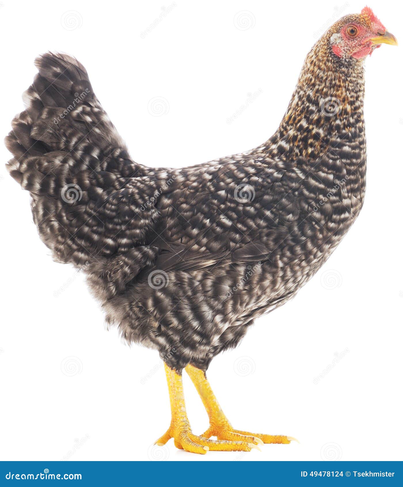 Grey hen stock photo. Image of animals, pets, color, agriculture - 49478124