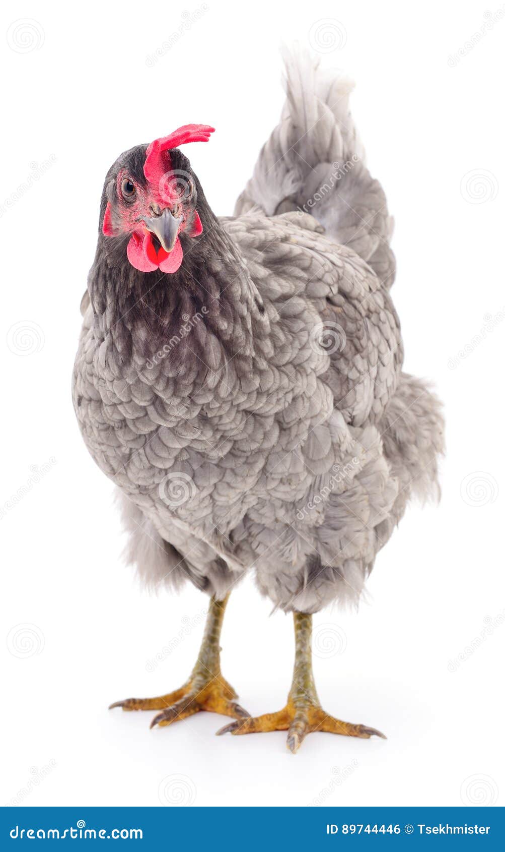 Grey hen . stock photo. Image of shot, poultry, white - 89744446