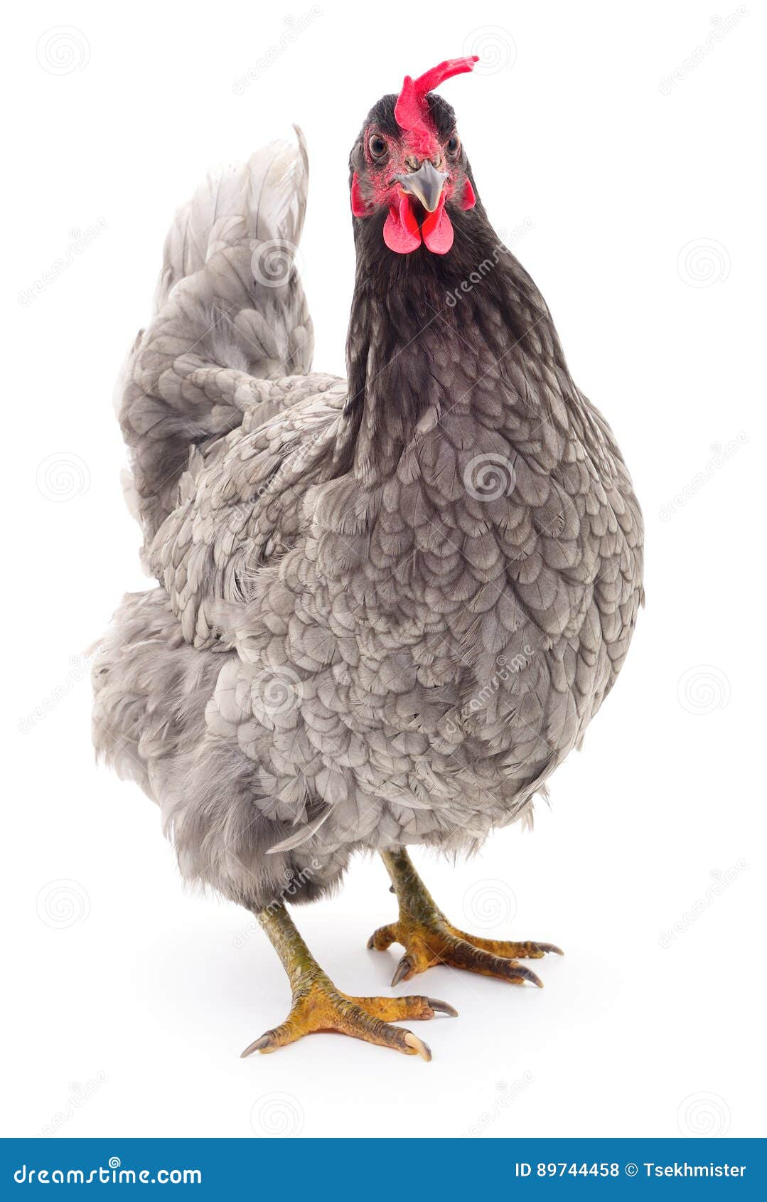 Grey hen . stock photo. Image of poultry, female, nature - 89744458