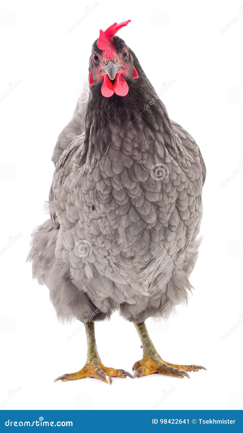 Grey hen. stock image. Image of poultry, grey, studio - 98422641