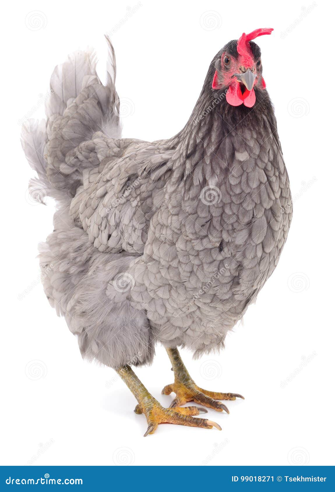Grey hen. stock image. Image of closeup, livestock, domestic - 99018271