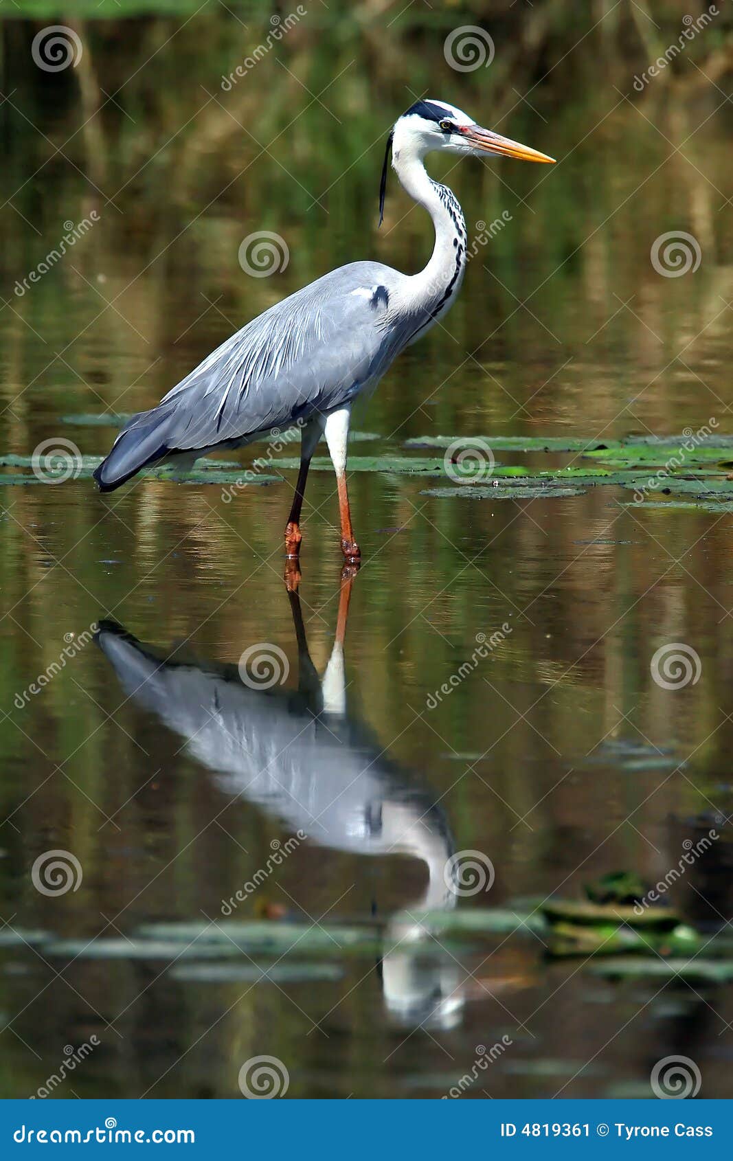 Grey heron stock image. Image of water, nature, travel - 4819361