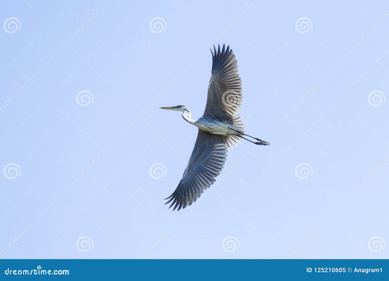 Grey heron flying stock image. Image of tropical, wingspan - 125210605