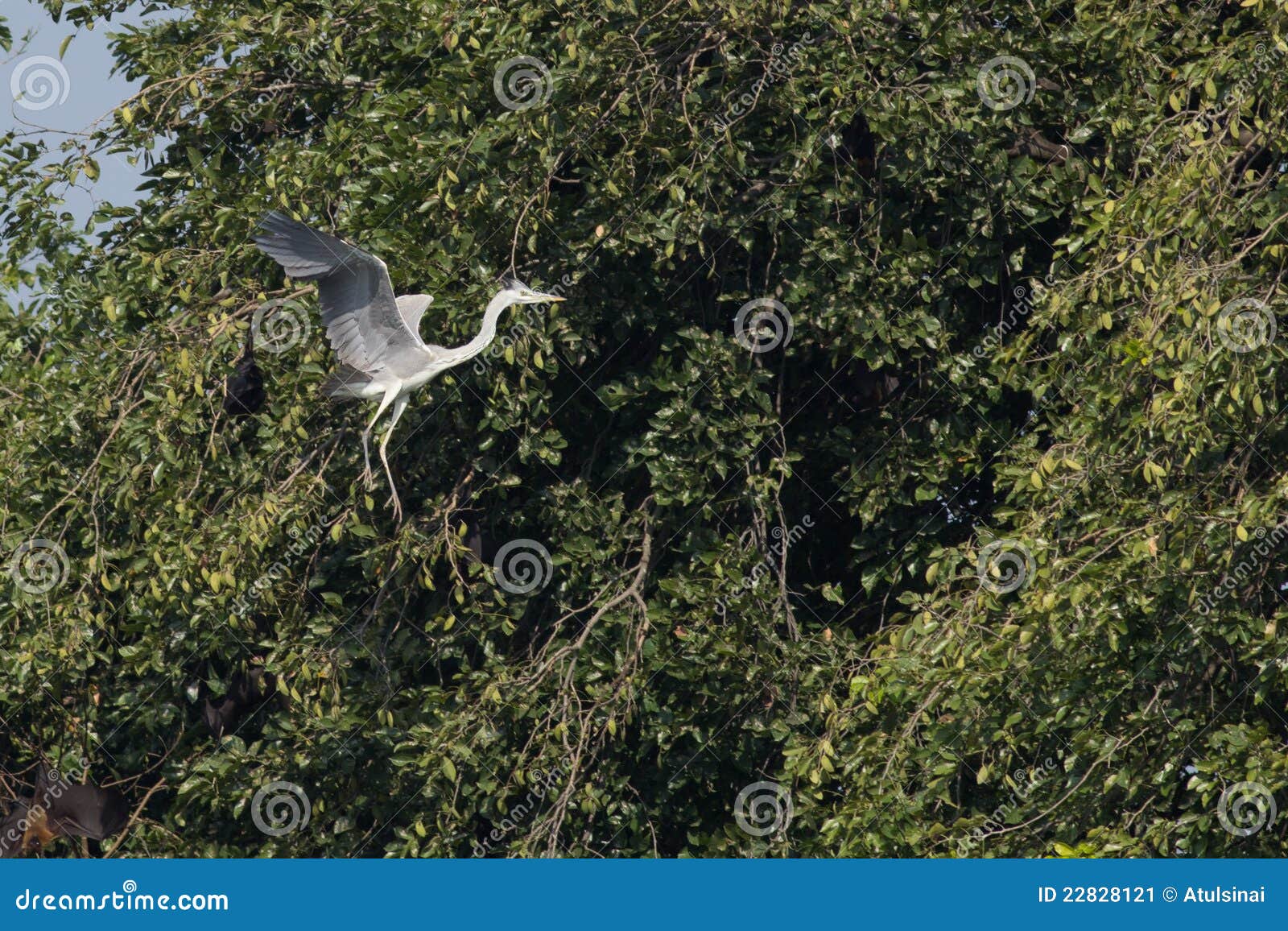Grey Heron Bird in flight stock image. Image of bill - 22828121
