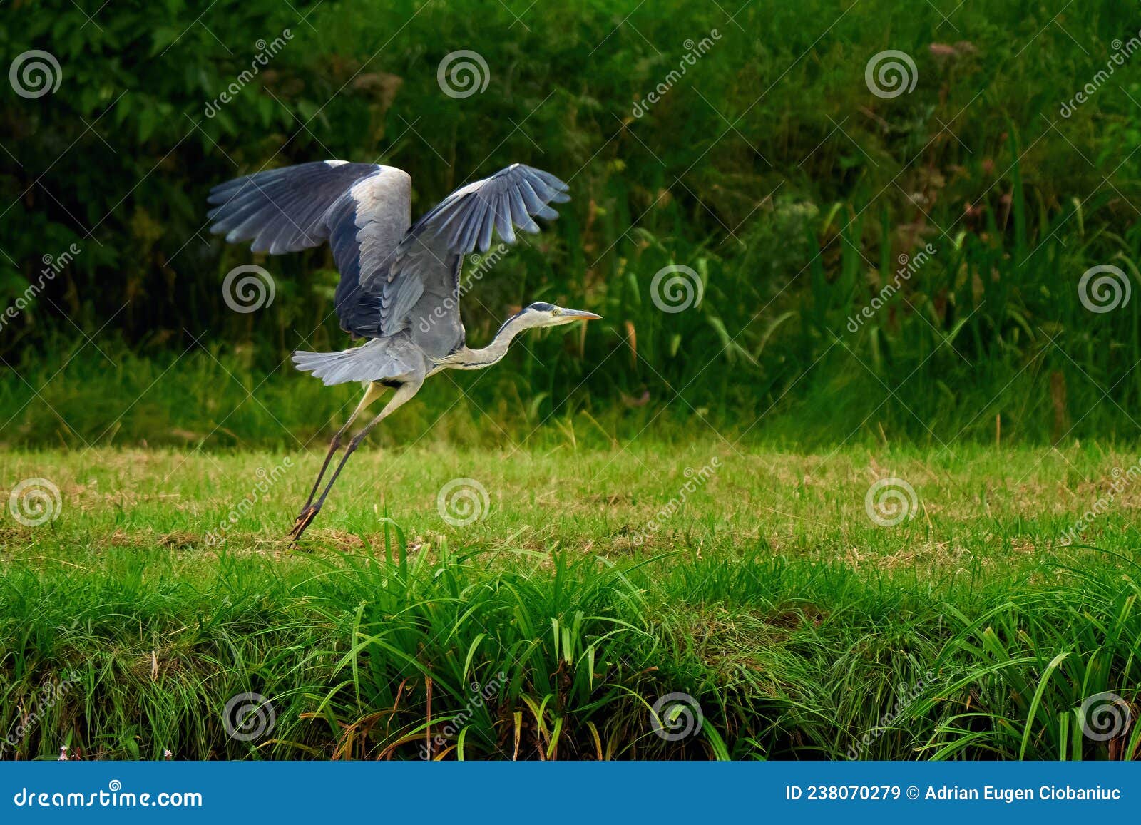 Grey heron bird in flight stock image. Image of greater - 238070279