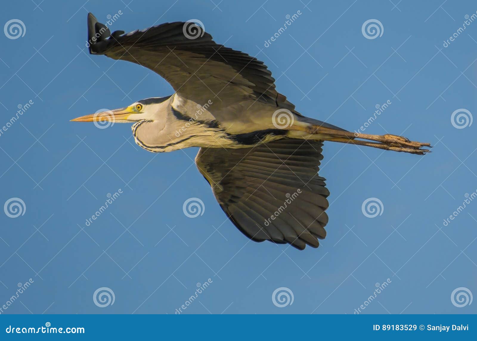 Grey Heron bird in flight stock image. Image of summer - 89183529