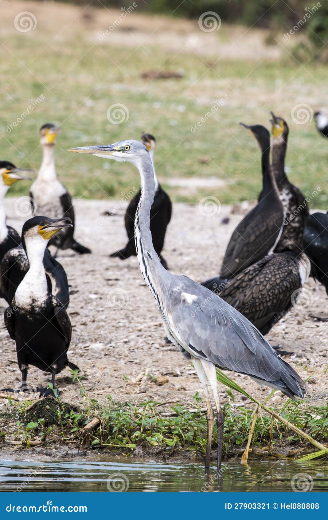 Grey Heron between Cormorants Stock Image - Image of beautiful, africa ...