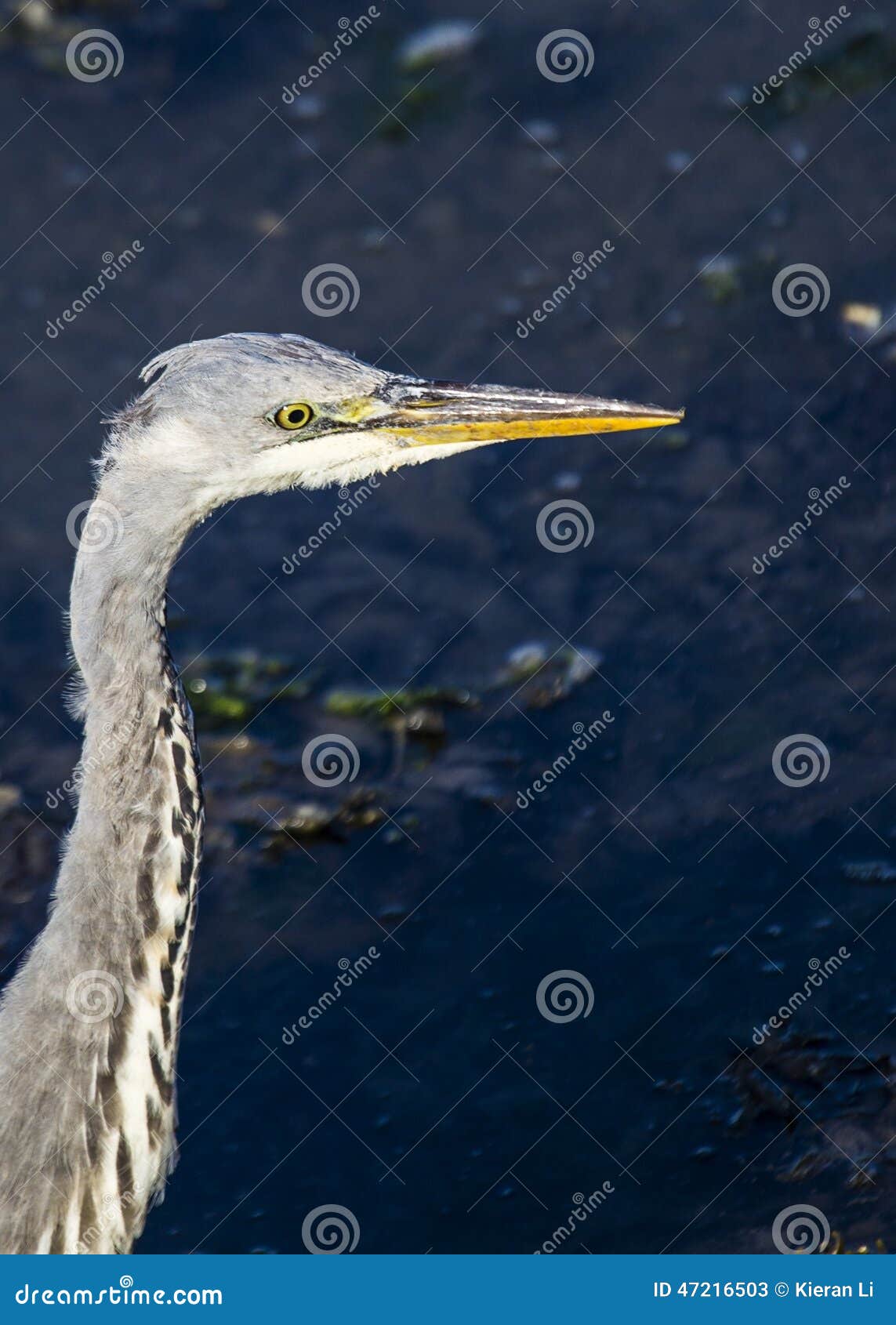 Grey Heron stock image. Image of tropical, climate, close - 47216503