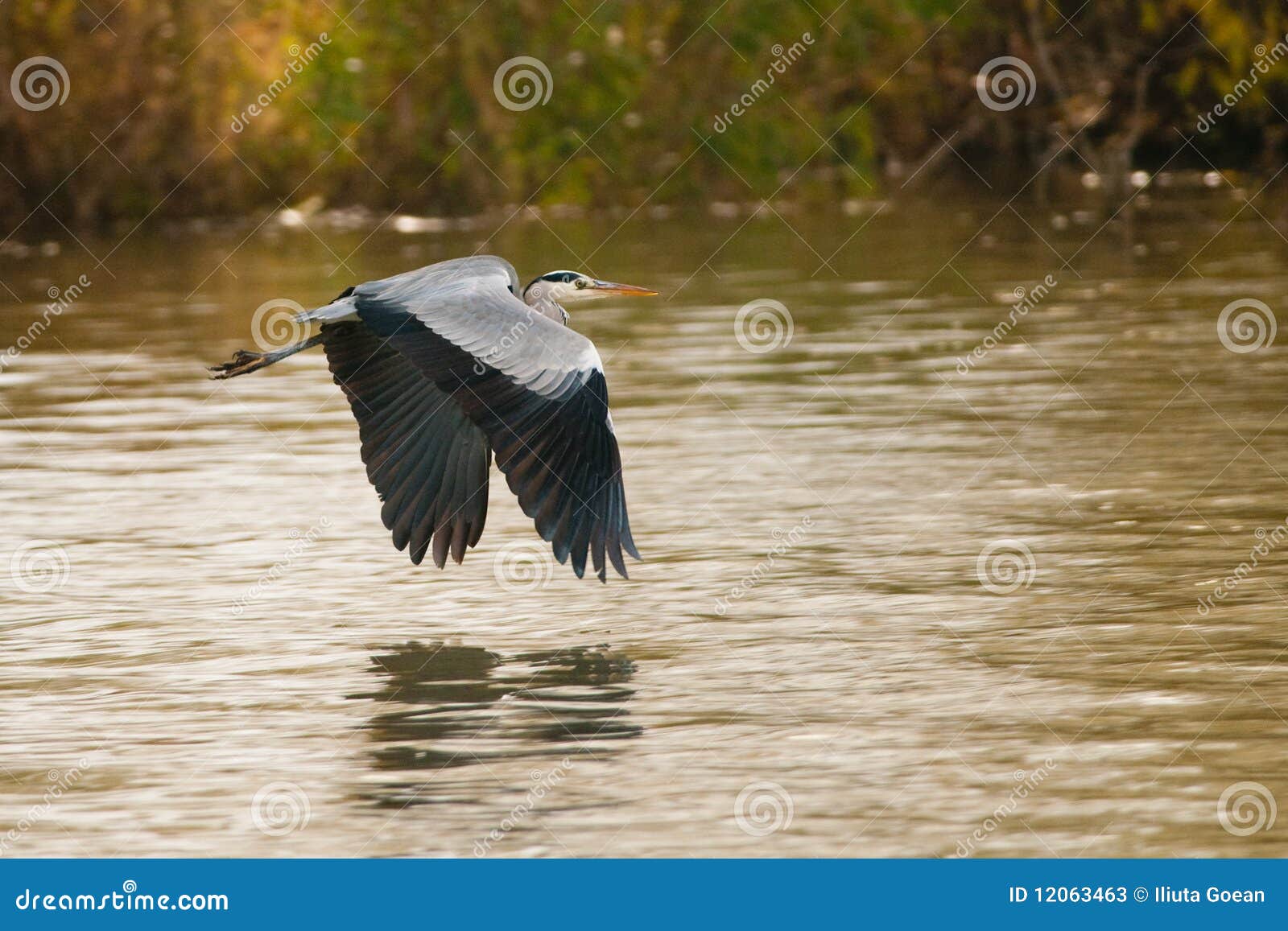 Grey Heron in flight stock image. Image of wader, danube - 12063463