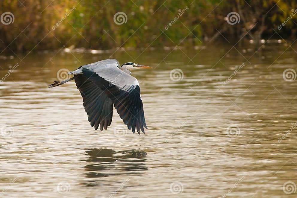 Grey Heron in flight stock image. Image of wader, danube - 12063463