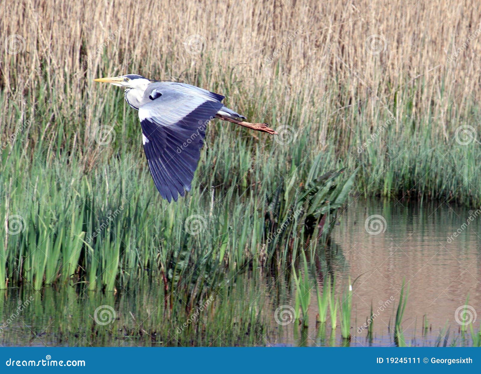 Grey Heron in flight stock image. Image of silverdale - 19245111
