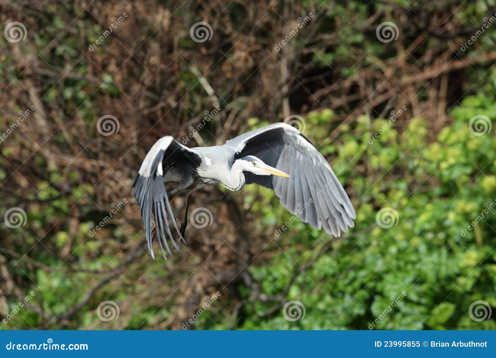 Grey heron in flight. stock image. Image of wild, wildlife - 23995855