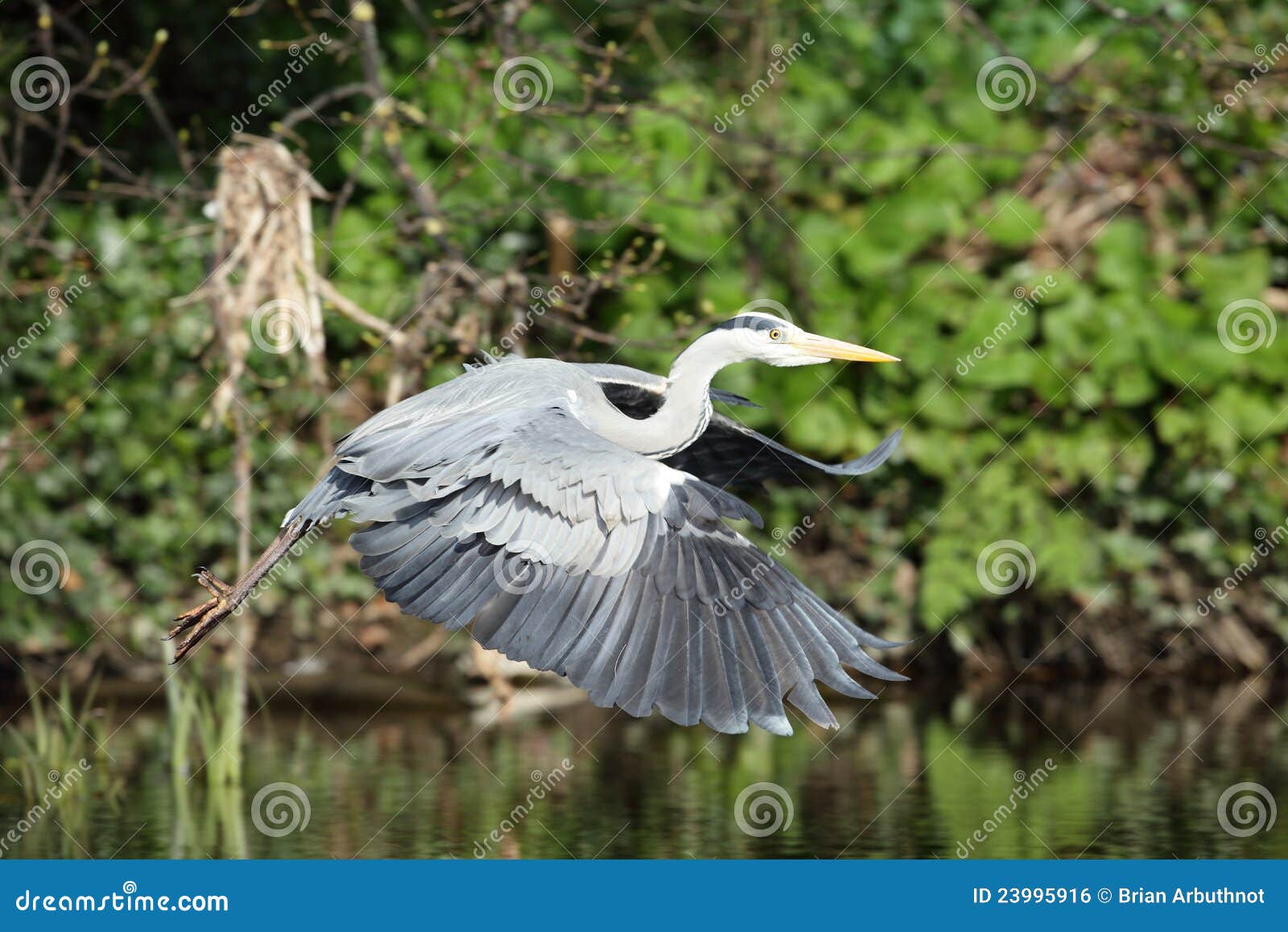 Grey heron in flight. stock photo. Image of wildlife - 23995916