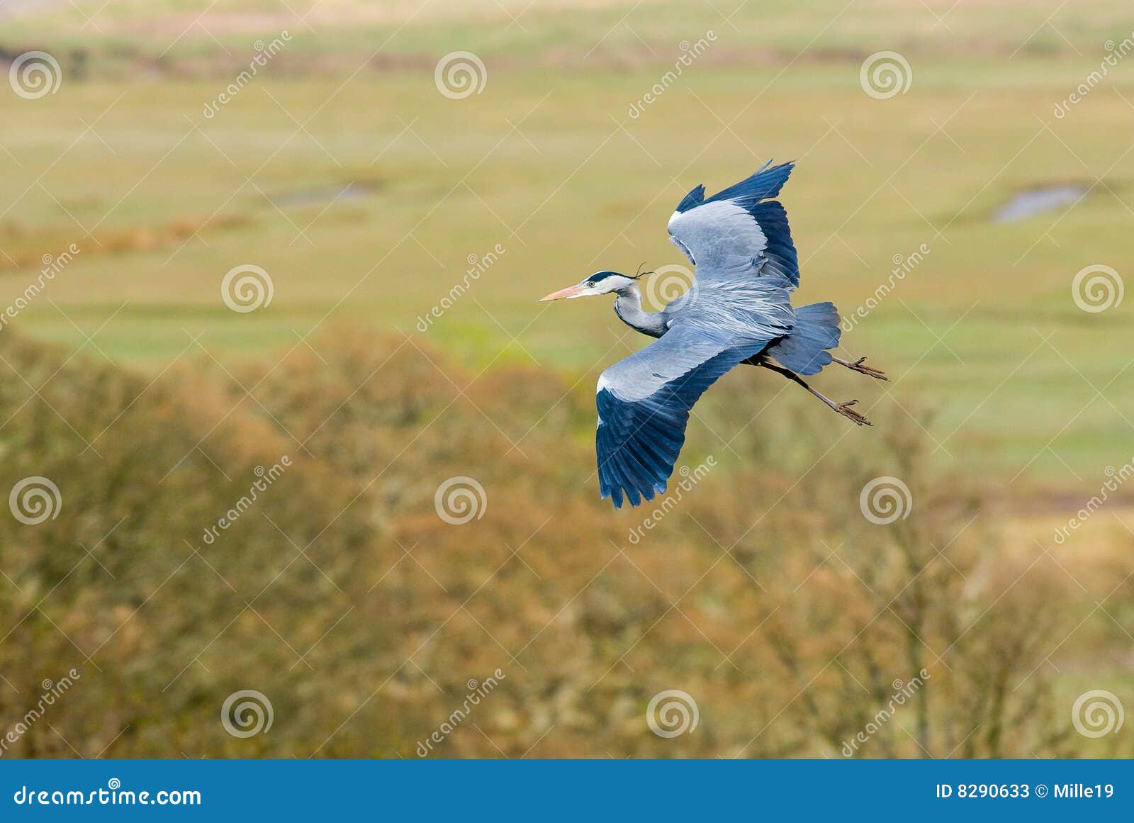 Grey Heron in flight stock image. Image of nature, kingdom - 8290633