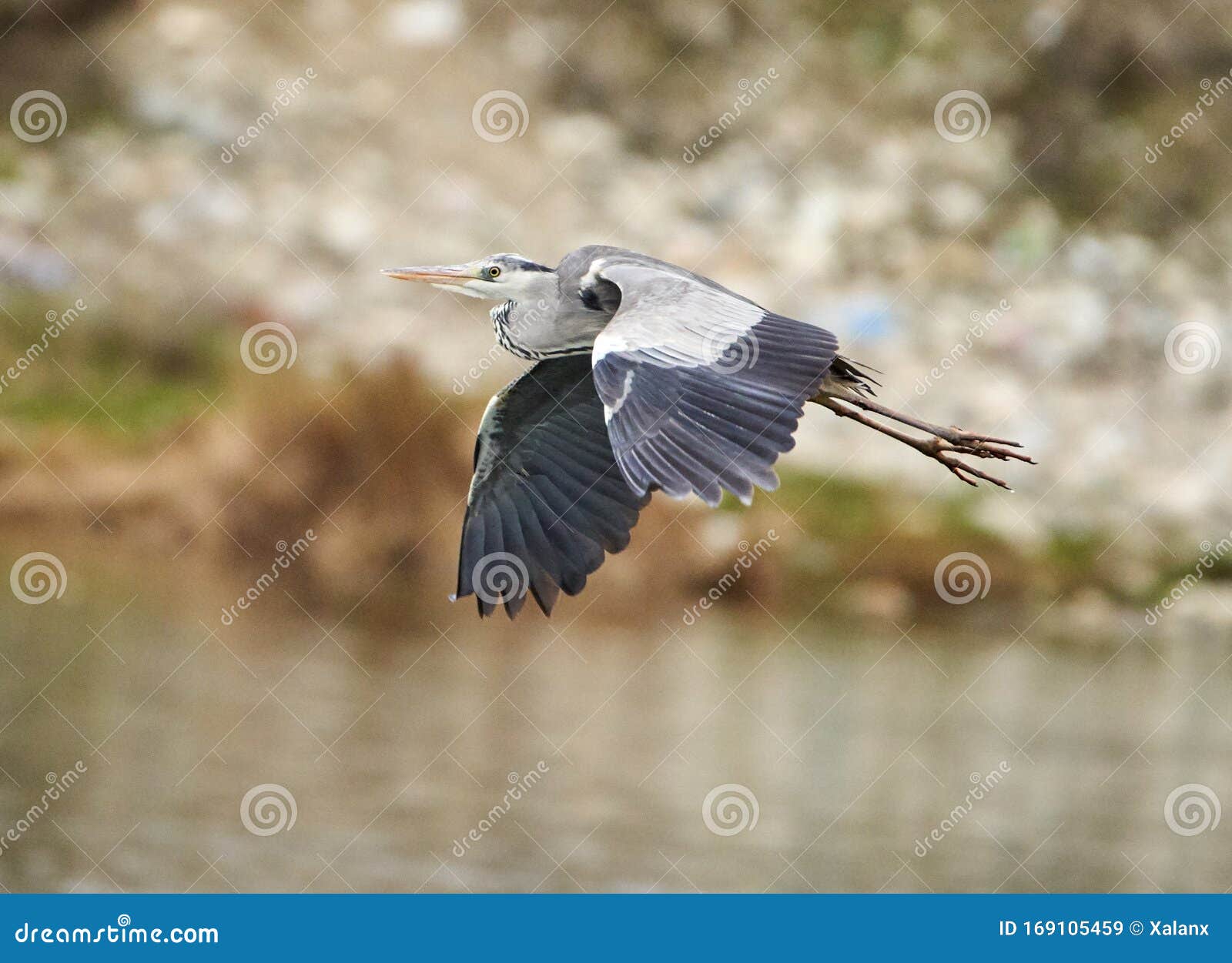 Grey heron in flight stock image. Image of nature, flying - 169105459