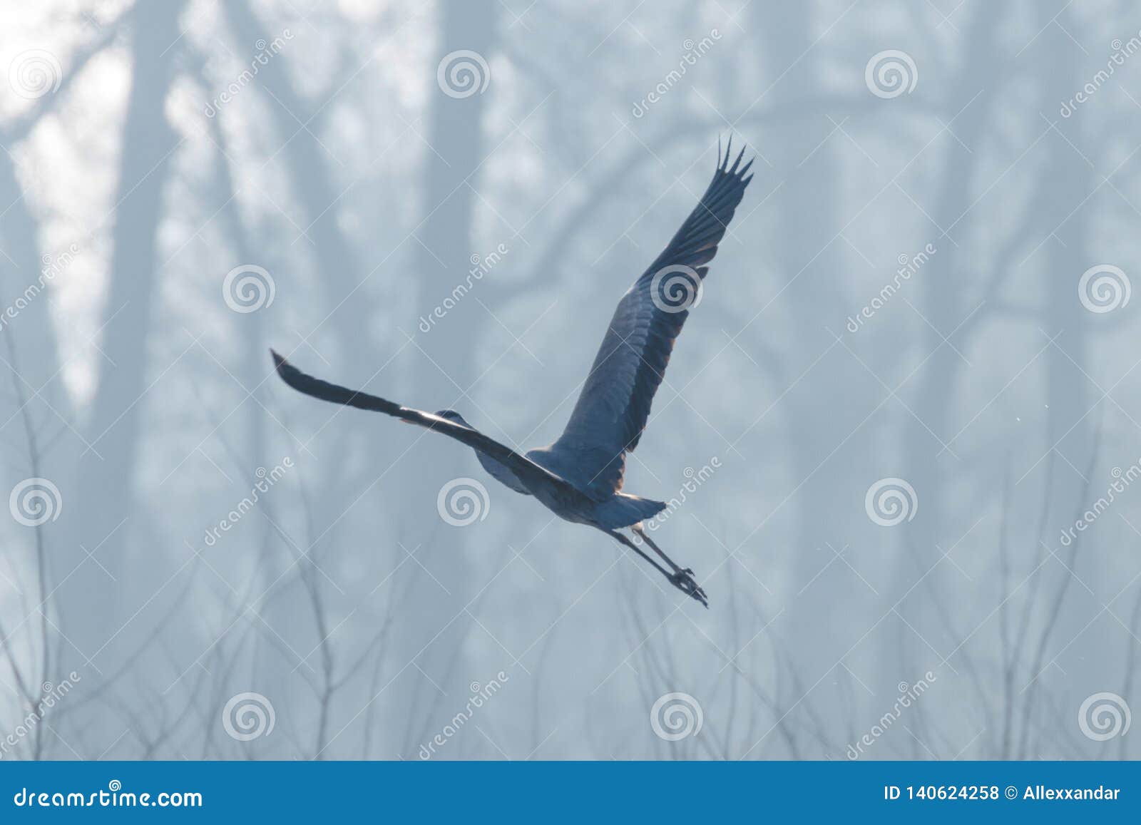 Grey Heron in Flight Ardea Cinerea Morning Mist Stock Photo - Image of ...