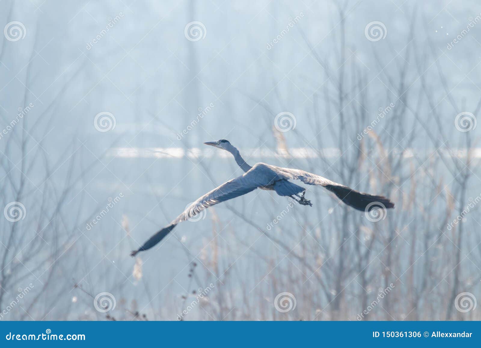 Grey Heron in Flight Ardea Cinerea Morning Mist Stock Photo - Image of ...