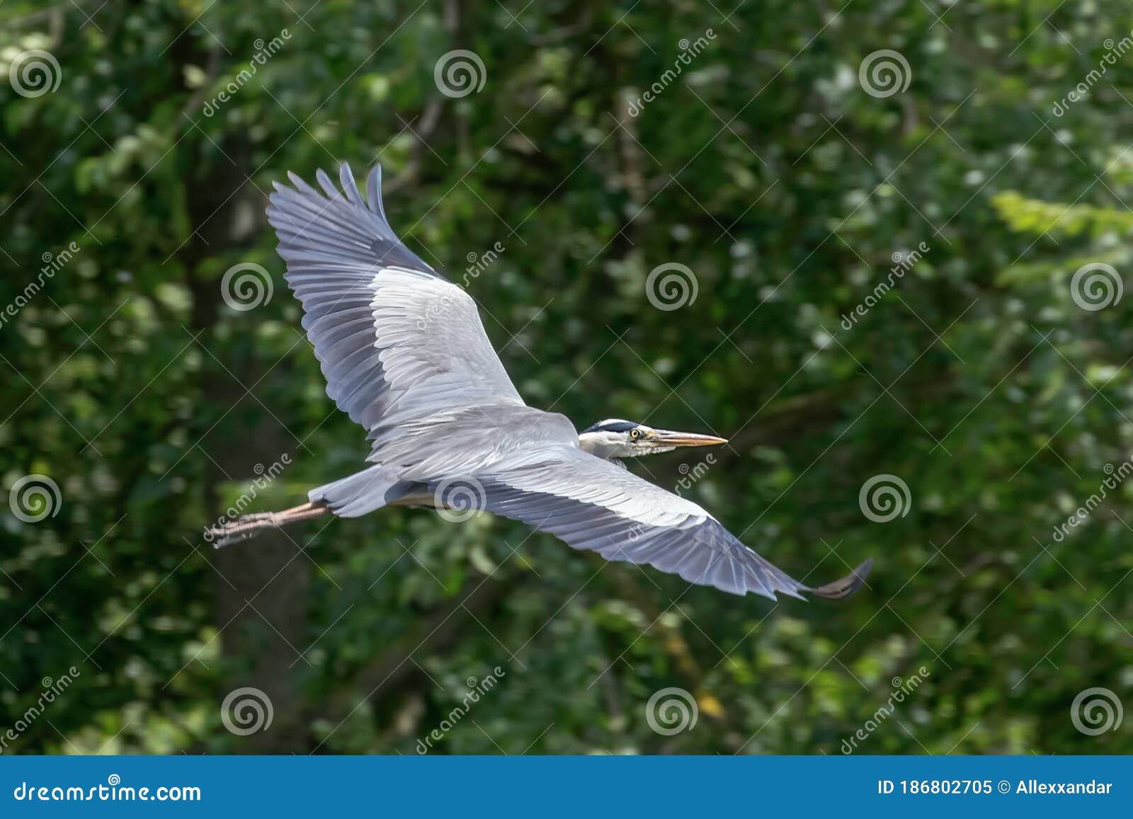 Grey Heron Flight Ardea Herodias Grey Headed Heron Flying Stock Image ...