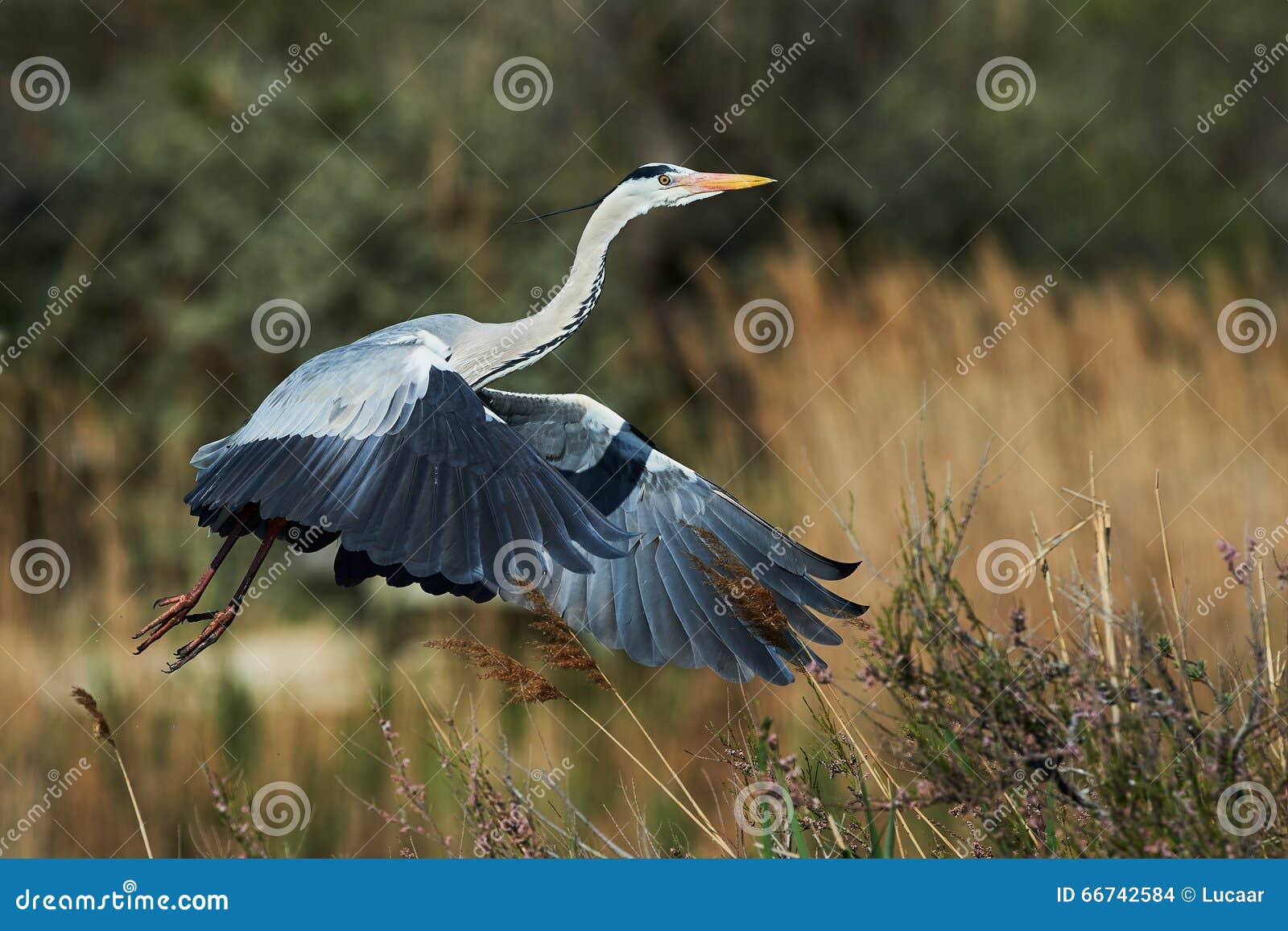 Grey heron in flight stock photo. Image of ardea, wild - 66742584
