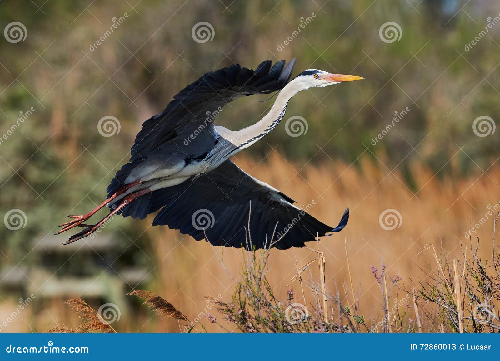 Grey heron in flight stock image. Image of marsh, grey - 72860013