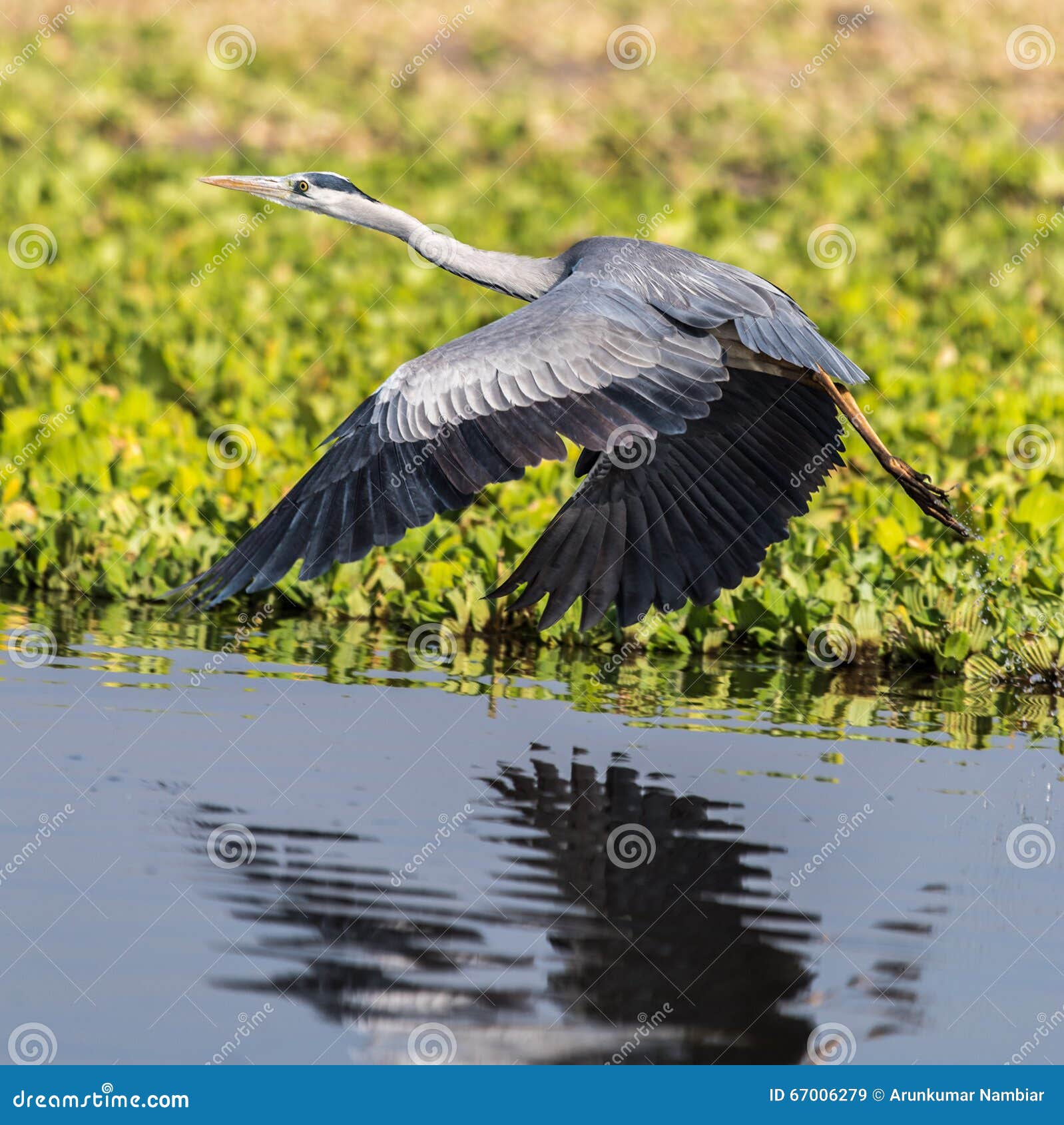 Grey Heron in flight stock image. Image of birth, ecology - 67006279