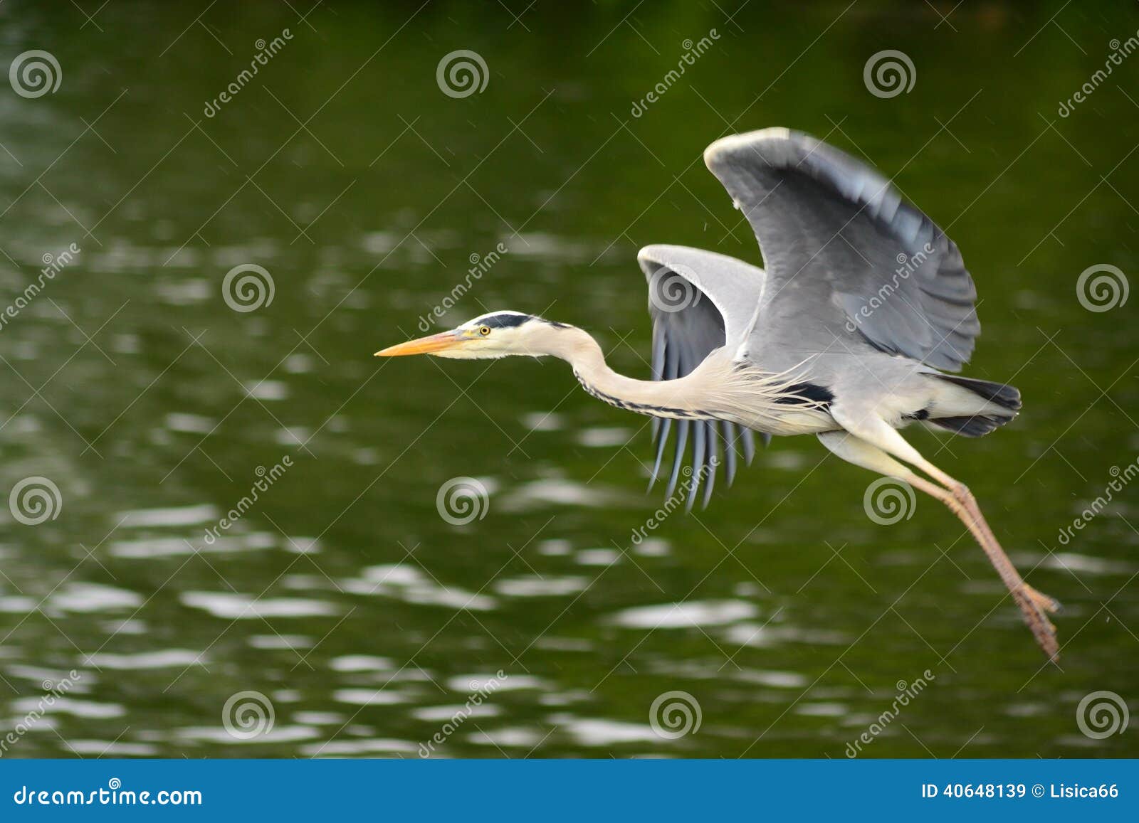 Grey Heron in flight stock image. Image of flight, white - 40648139
