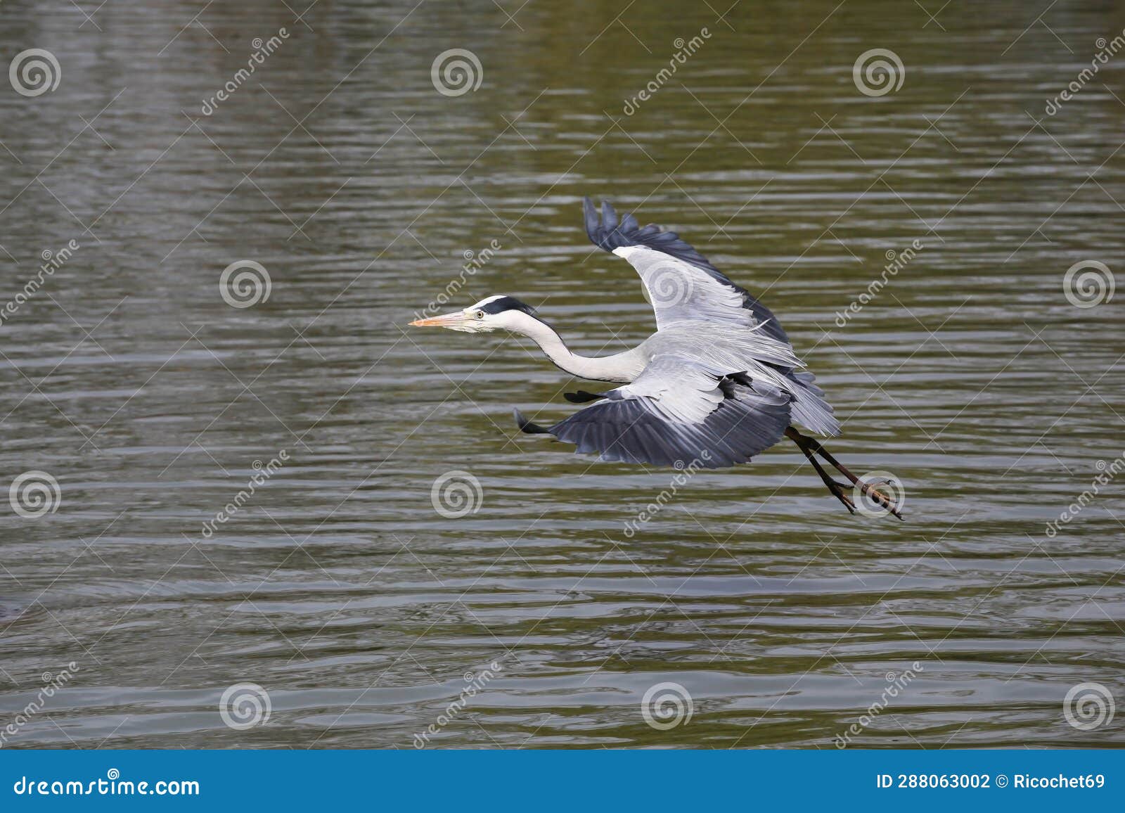 Grey heron in flight stock photo. Image of wild, heron - 288063002