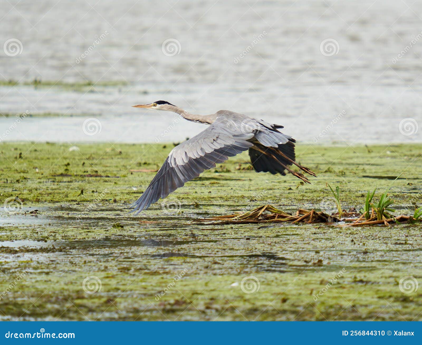 Grey heron in flight stock photo. Image of ardea, laridae - 256844310
