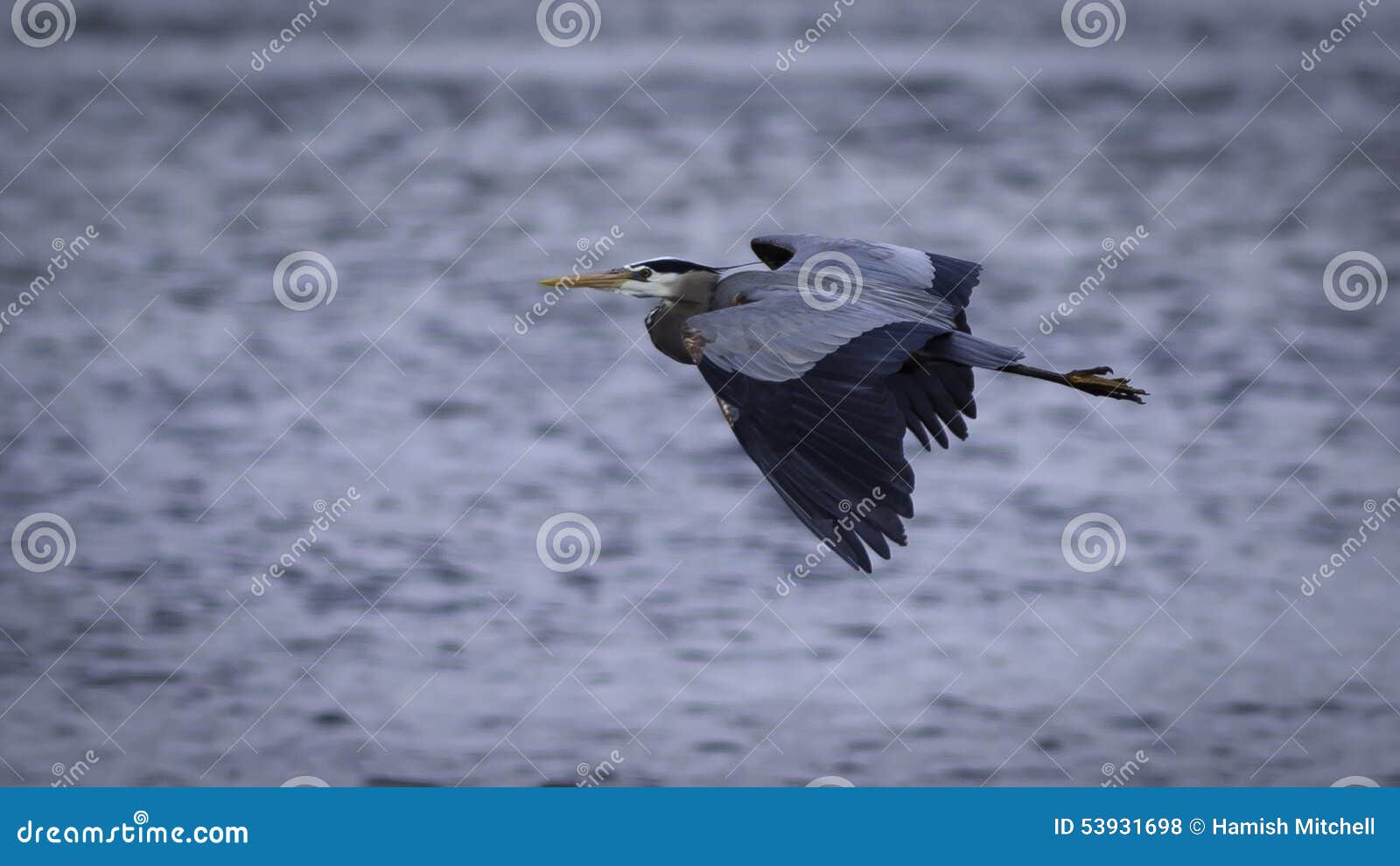 Grey Heron in Flight stock photo. Image of heron, water - 53931698